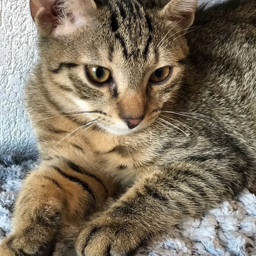 Котёнок Барни