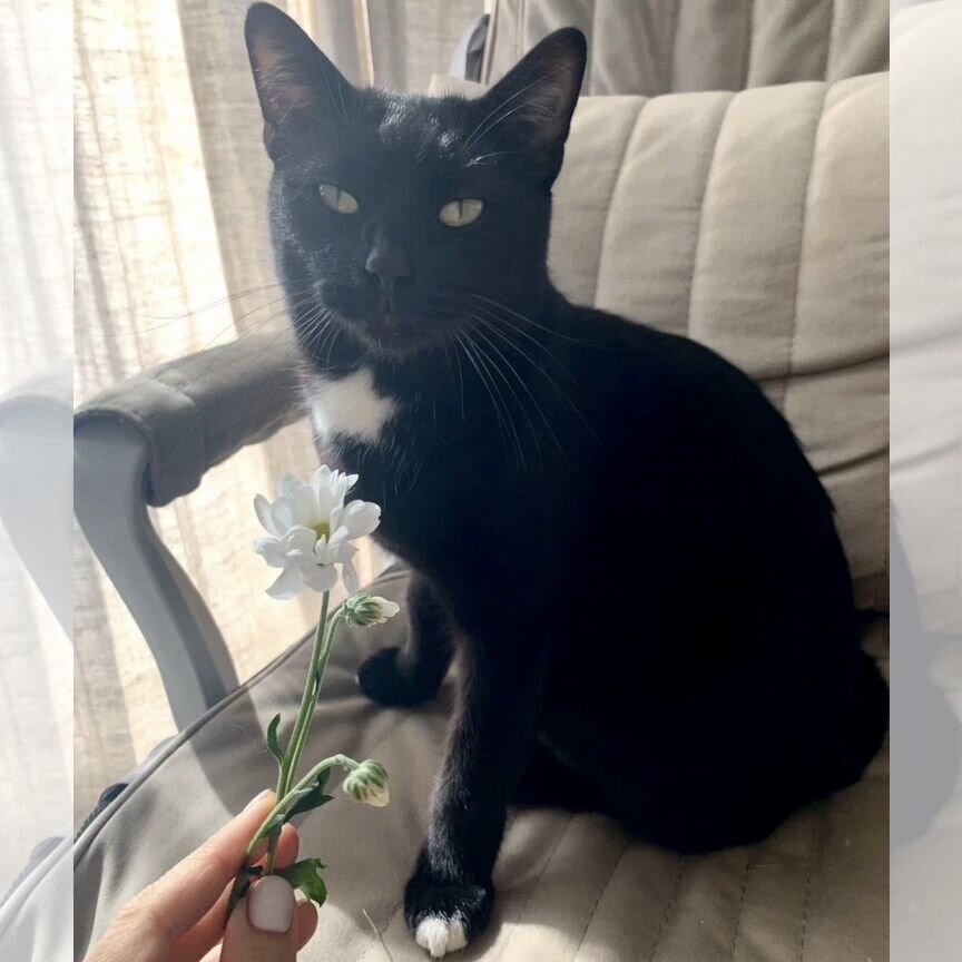 Взрослый кот в добрые руки