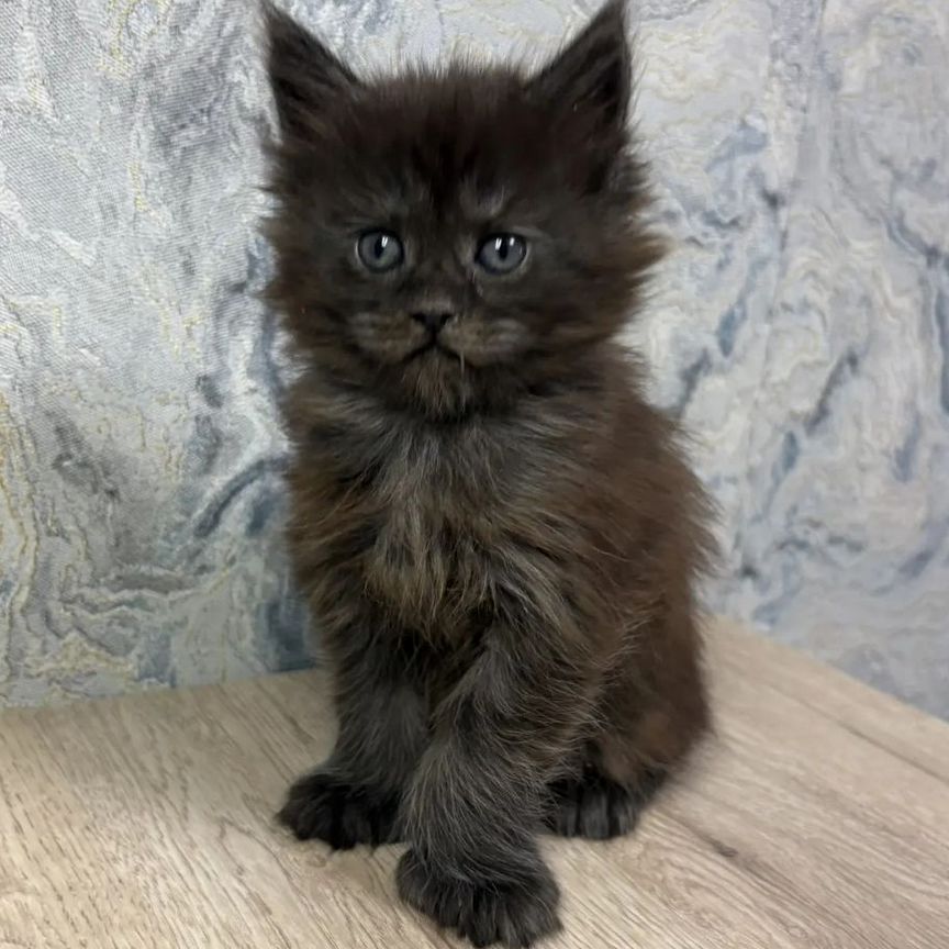 Мейн-кун котёнок