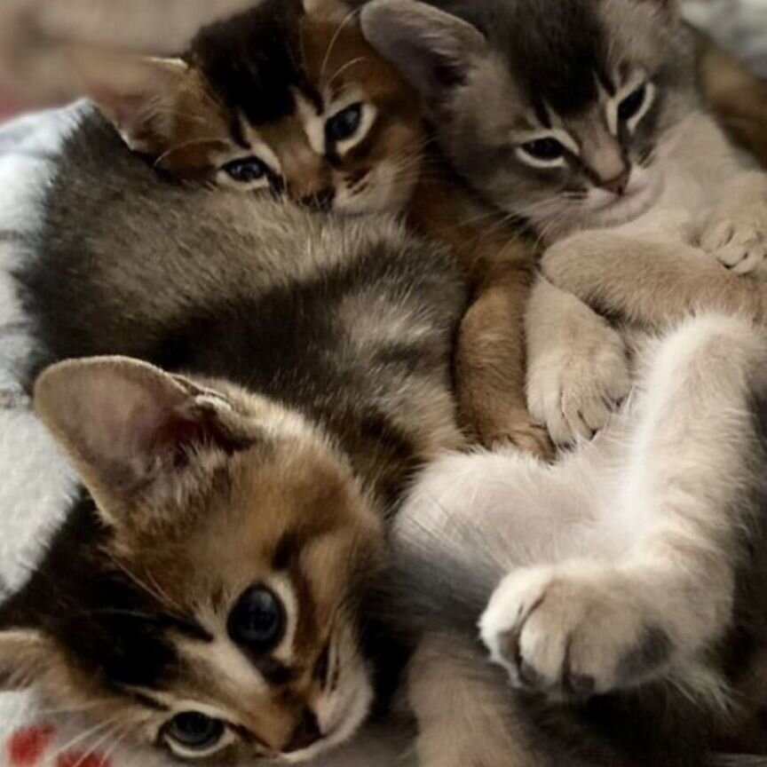 Котята