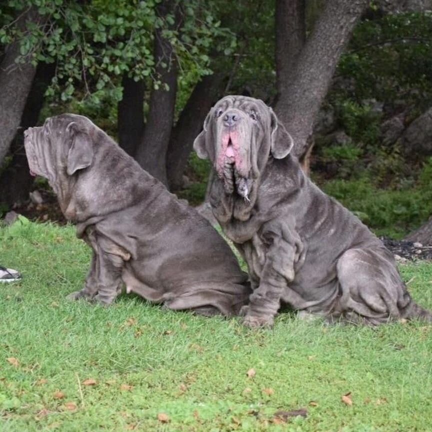 Неаполитанский мастиф