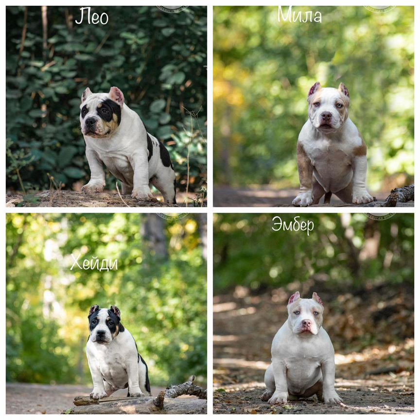 Щенок Американский Булли