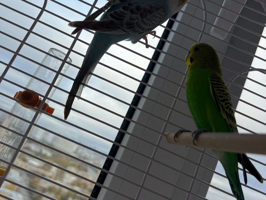 Попугай волнистый