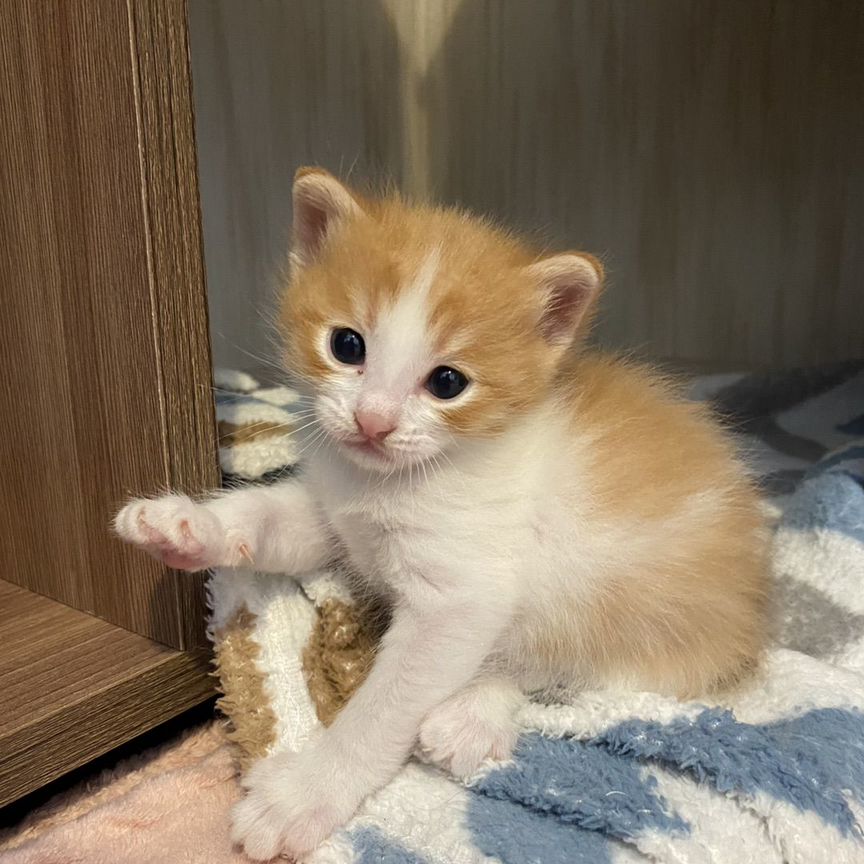 Котята
