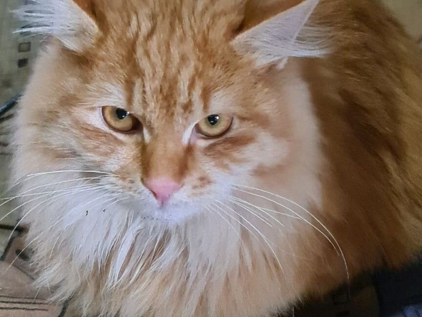 Бобтейл котенок 6 мес. Мама чистокровная бобтейл