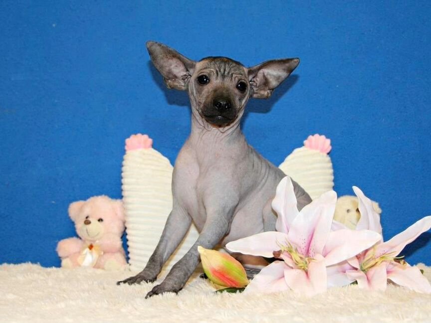 Мексиканская голая собака, мальчик красотун