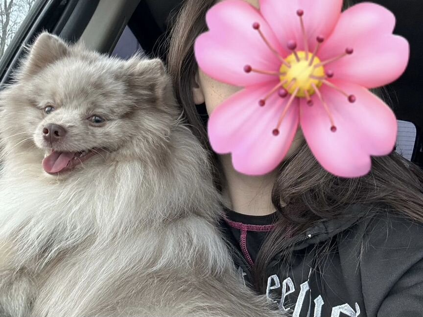 Немецкий шпиц вязка