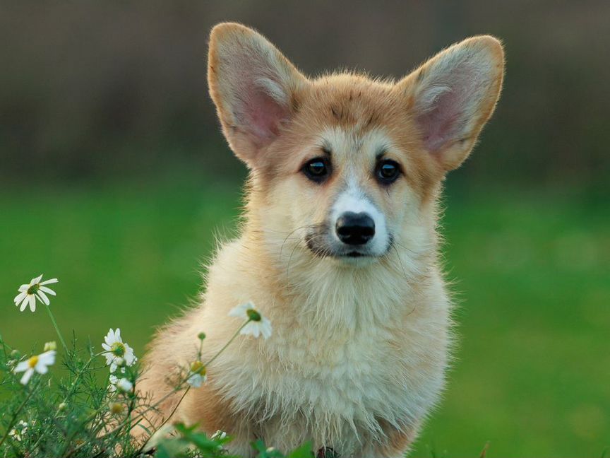 Щенок Вельш корги пемброк