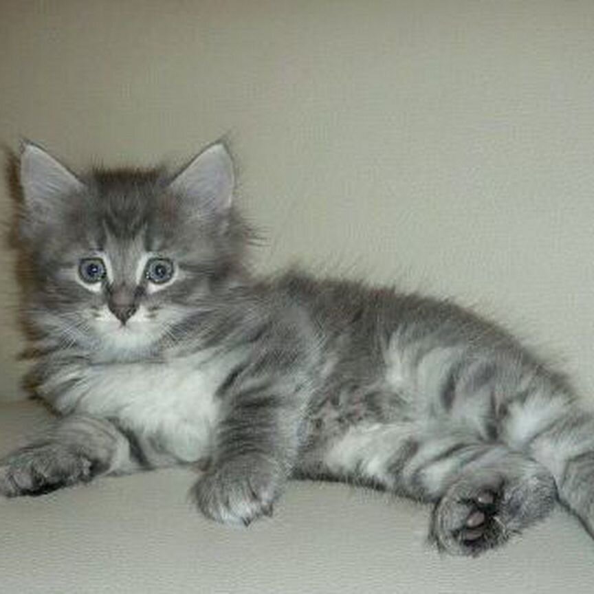 Сибирские котята