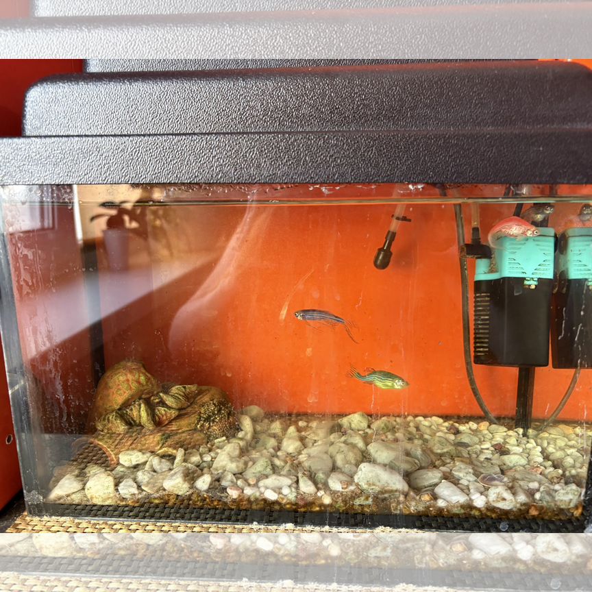 Забронировано Аквариум с рыбками и сомиком