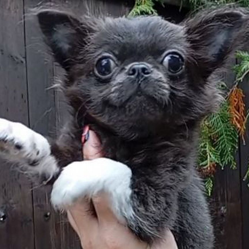 Чихуахуа, щенок