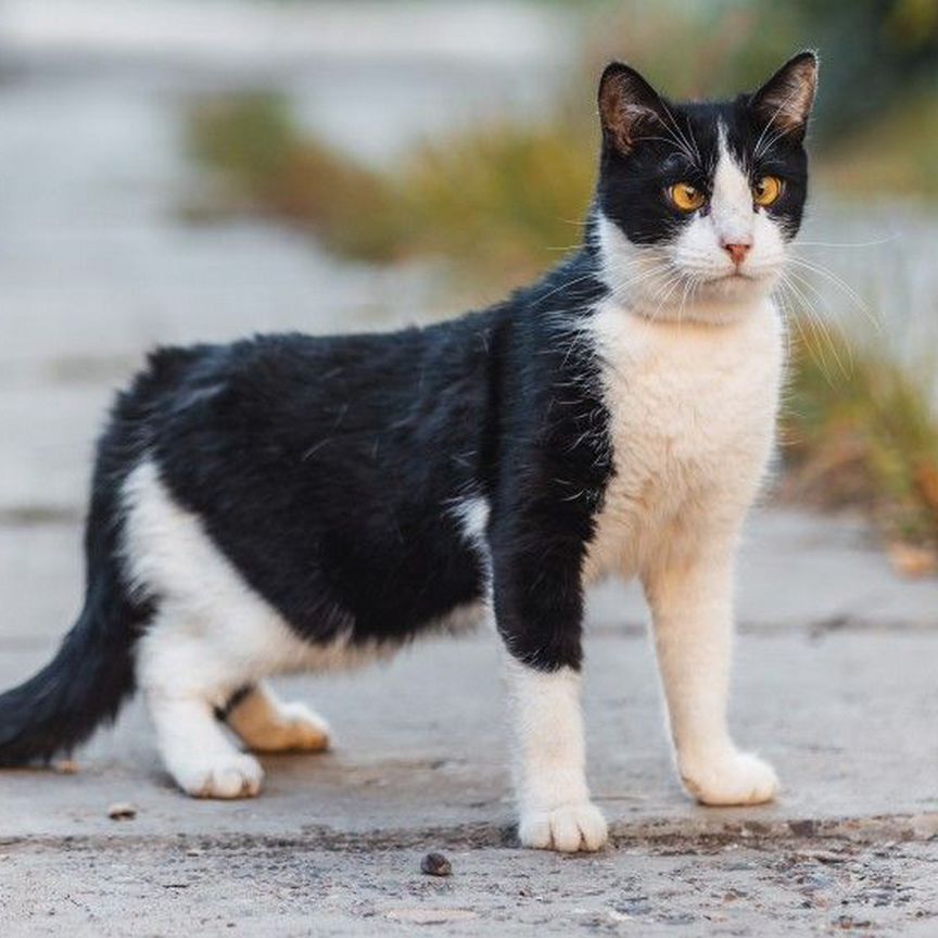 Косой и очаровательный