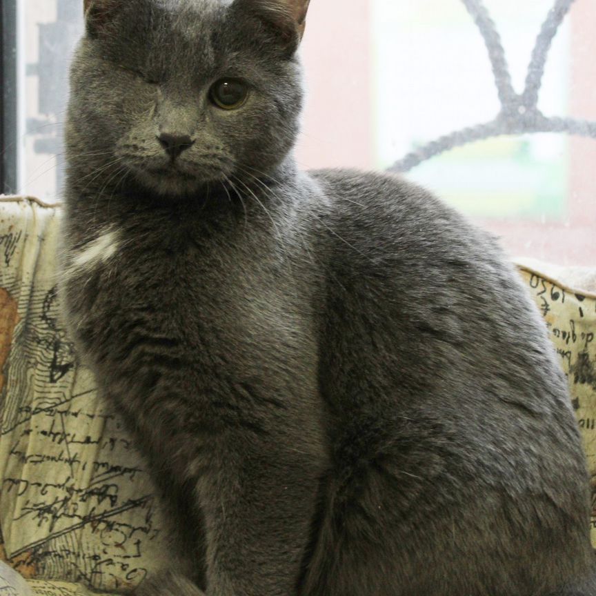 Котенок Макс ищет дом