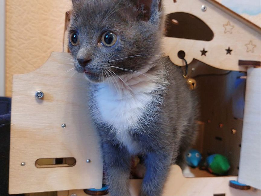 Котенок русская голубая в добрые руки