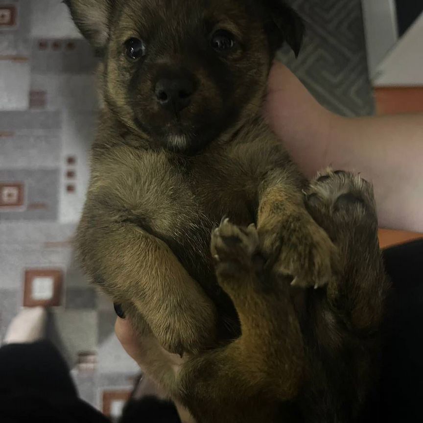 Отдам бесплатно щенка