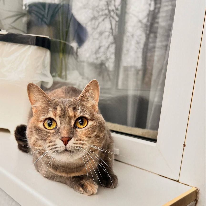 Кошка в добрые руки. Отдам бесплатно