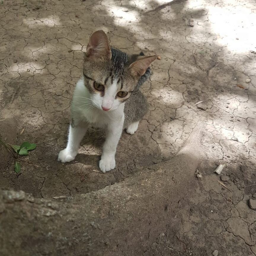 Мальчик 4 мес в приюте прихрамывает