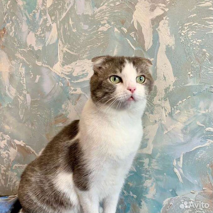 Кот Чарли в добрые руки