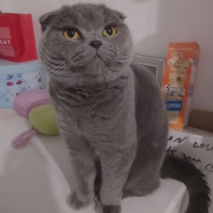 Кошка шотландская вислоухая