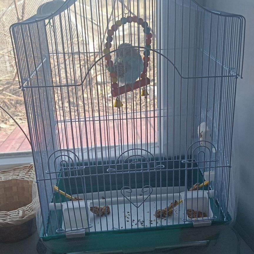 Волнистый попугай с клеткой
