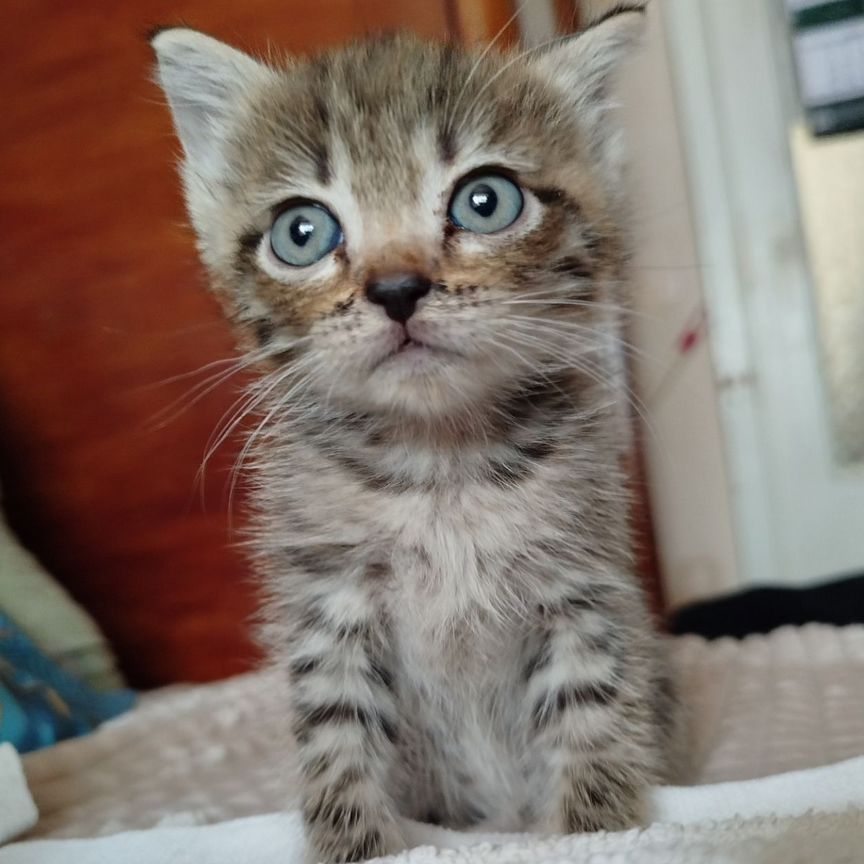 Эльф котёнок