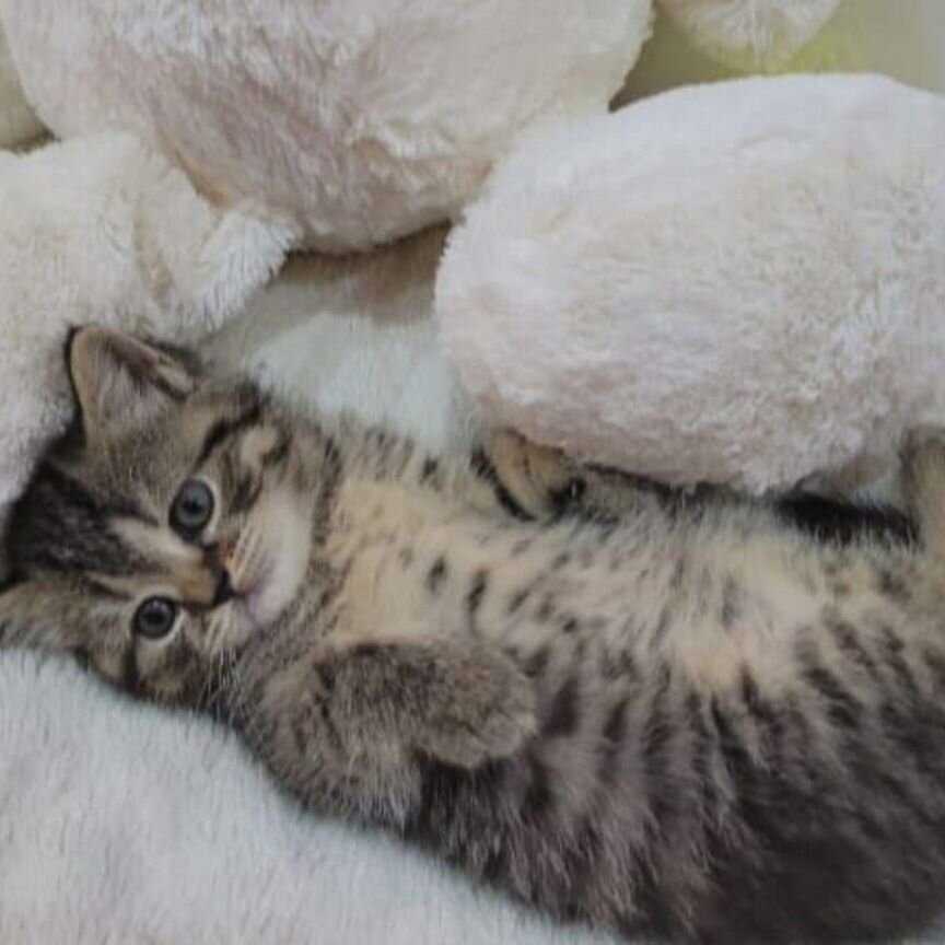 Шотландская тигровая девочка