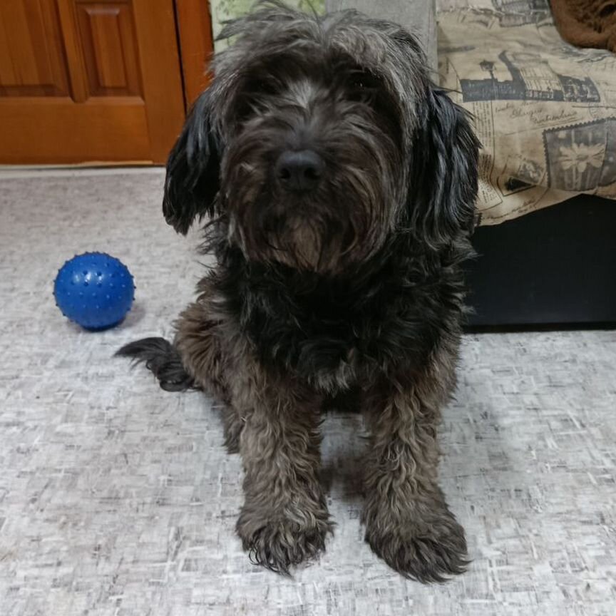 Кокер спаниель, взрослая собака