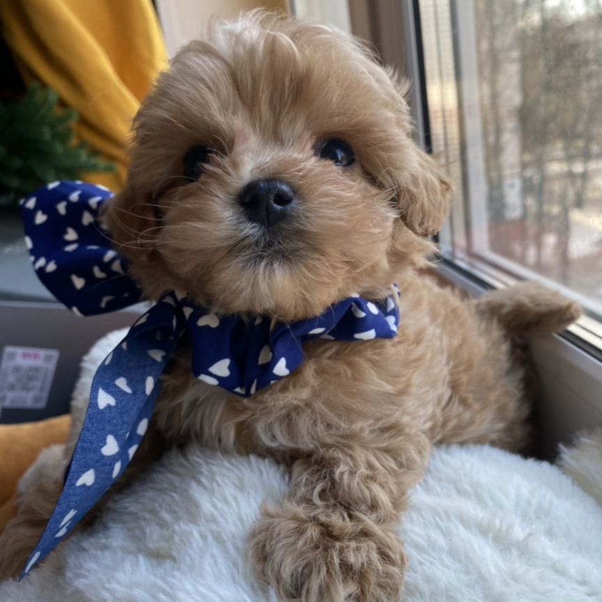 Носик курносик мальтипу f1 Мини