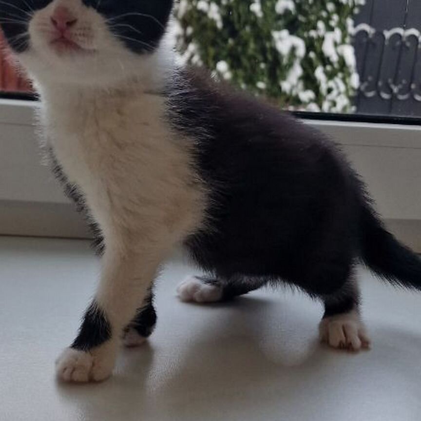 Котенок (кошечка) отдам бесплатно