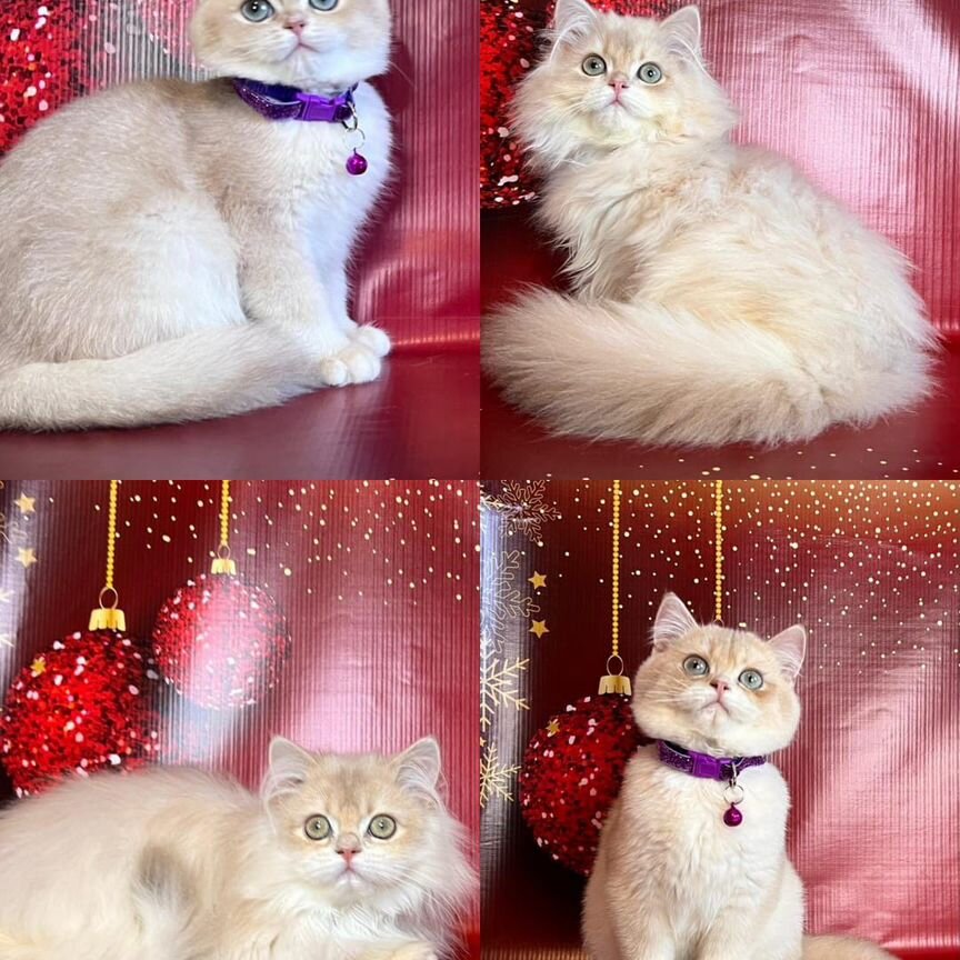 Лиловое золото су12