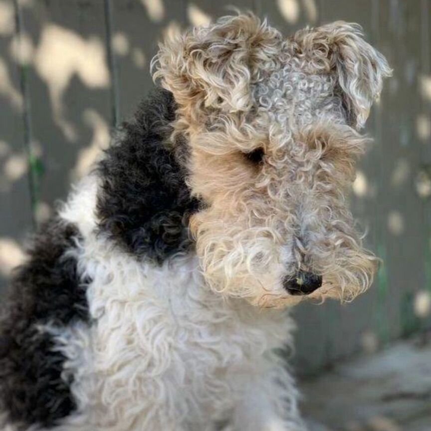 Фокстерьер, щенок