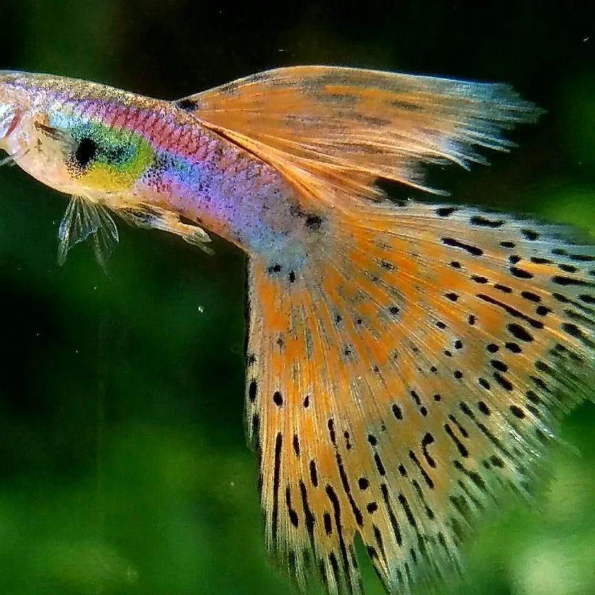 Гуппи красная трава