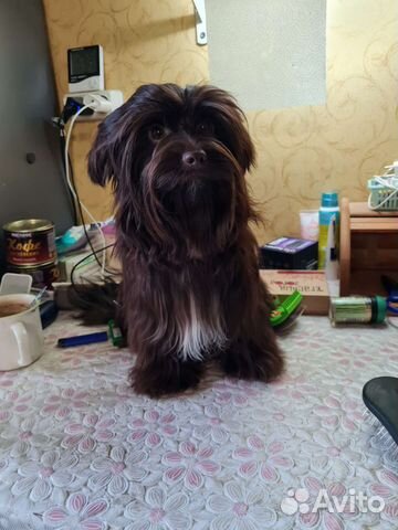 Шоколадный йорк вязка