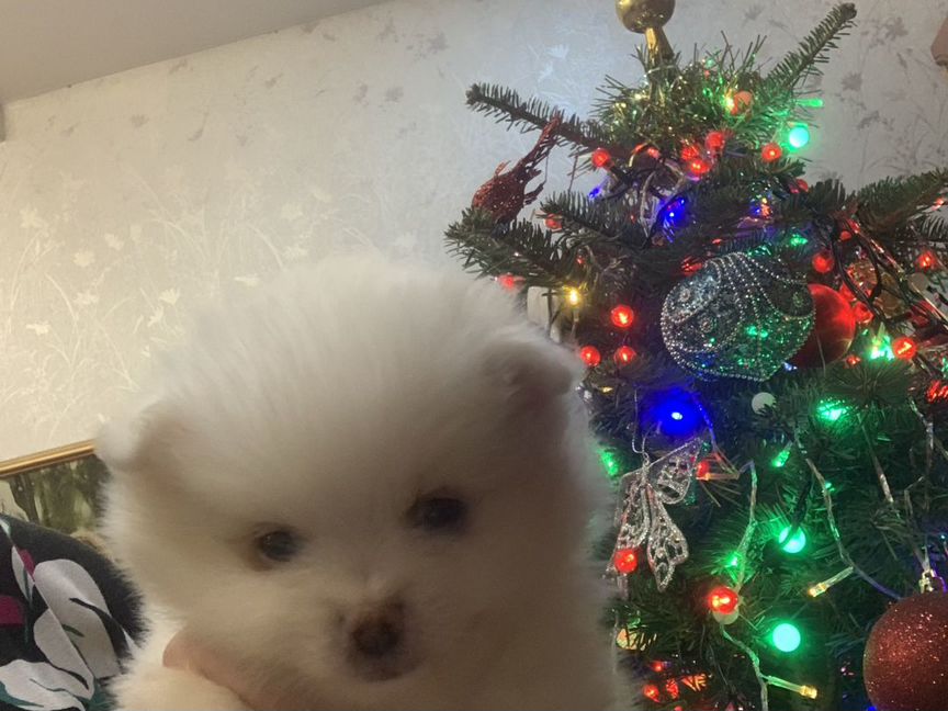 Щенки померанского шпица медвежьего типа