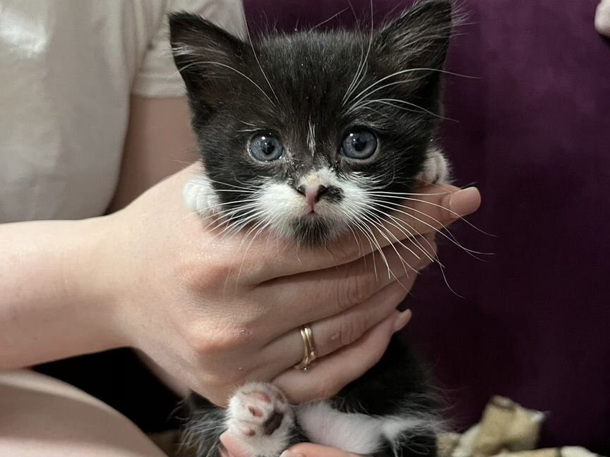 Отдам котят британской кошки