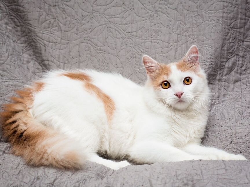 Котенок кот в Добрый руки