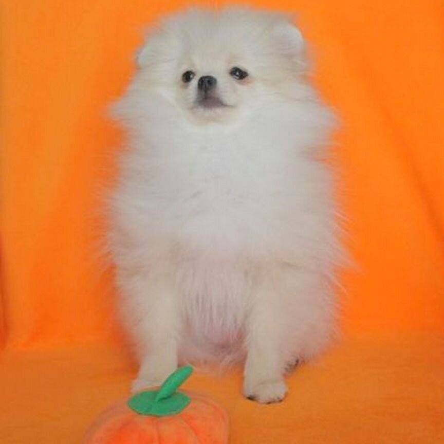 Девочка помераночка