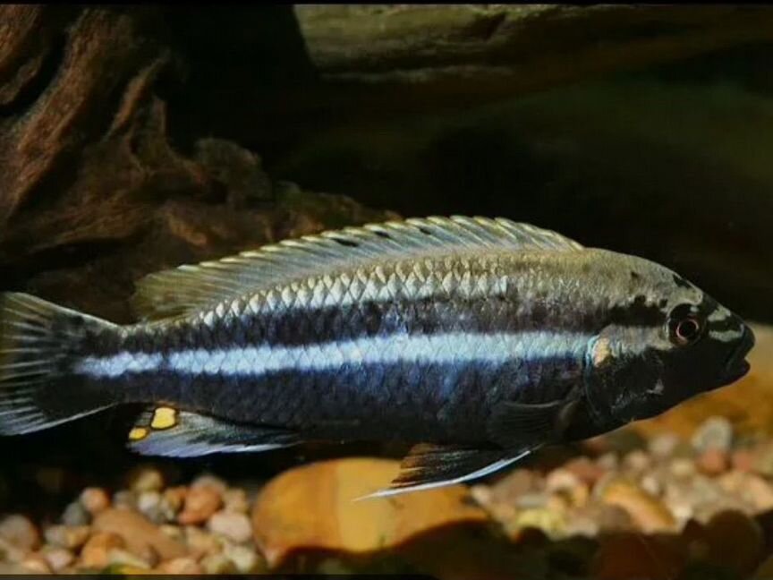 Меланохромис ауратус самец