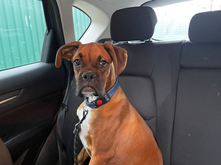 Отдам Боксера