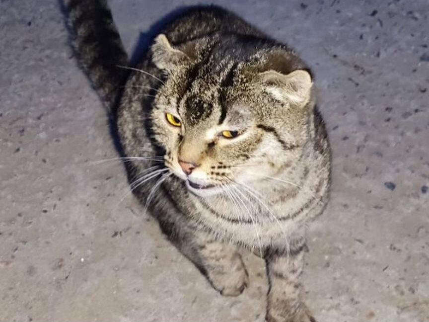 Найдена кошечка или котик