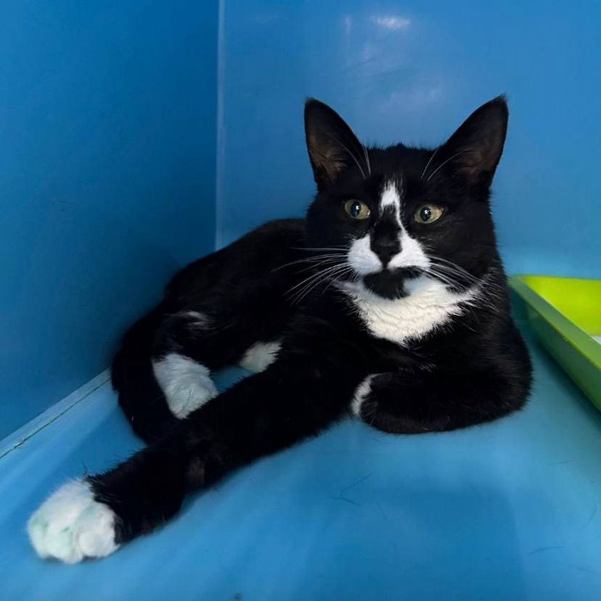 Котенок Кокосик ищет дом