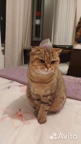 Шотландская вислоухая кошка в дар