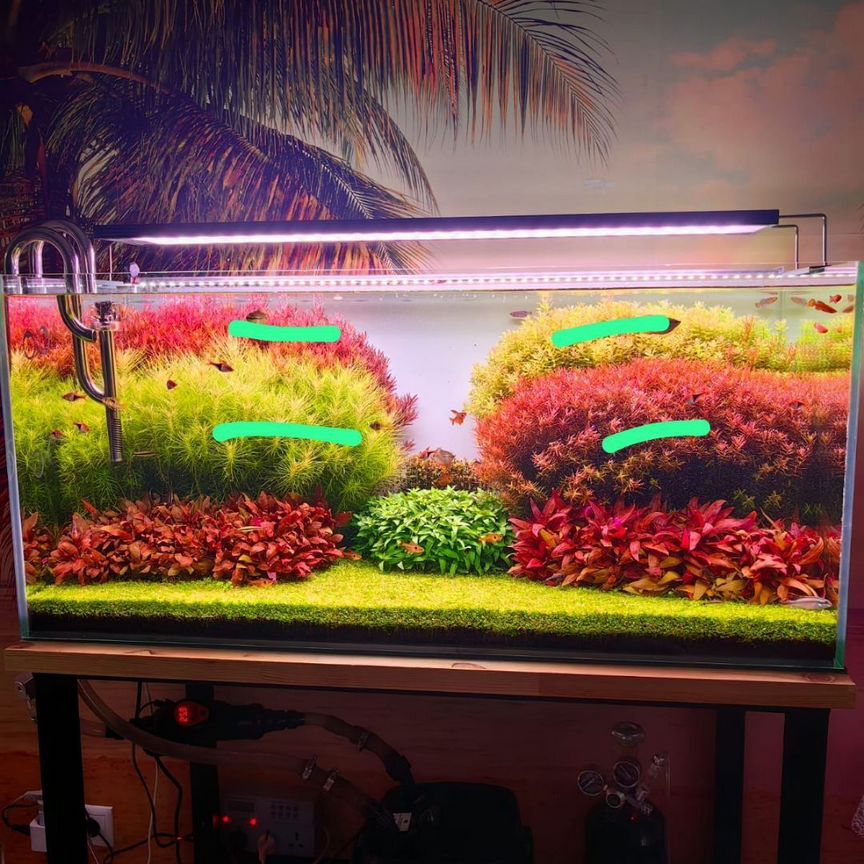 Аквариумные растения