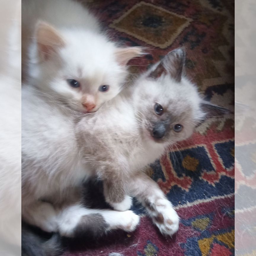 Сиамский котёнок