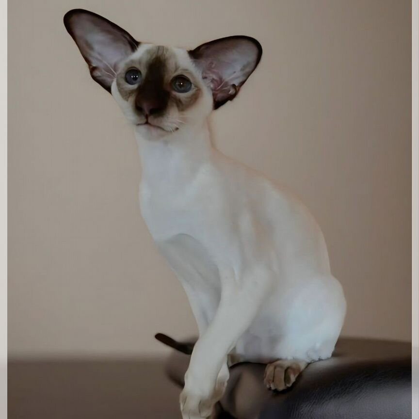 Ориентальный котёнок