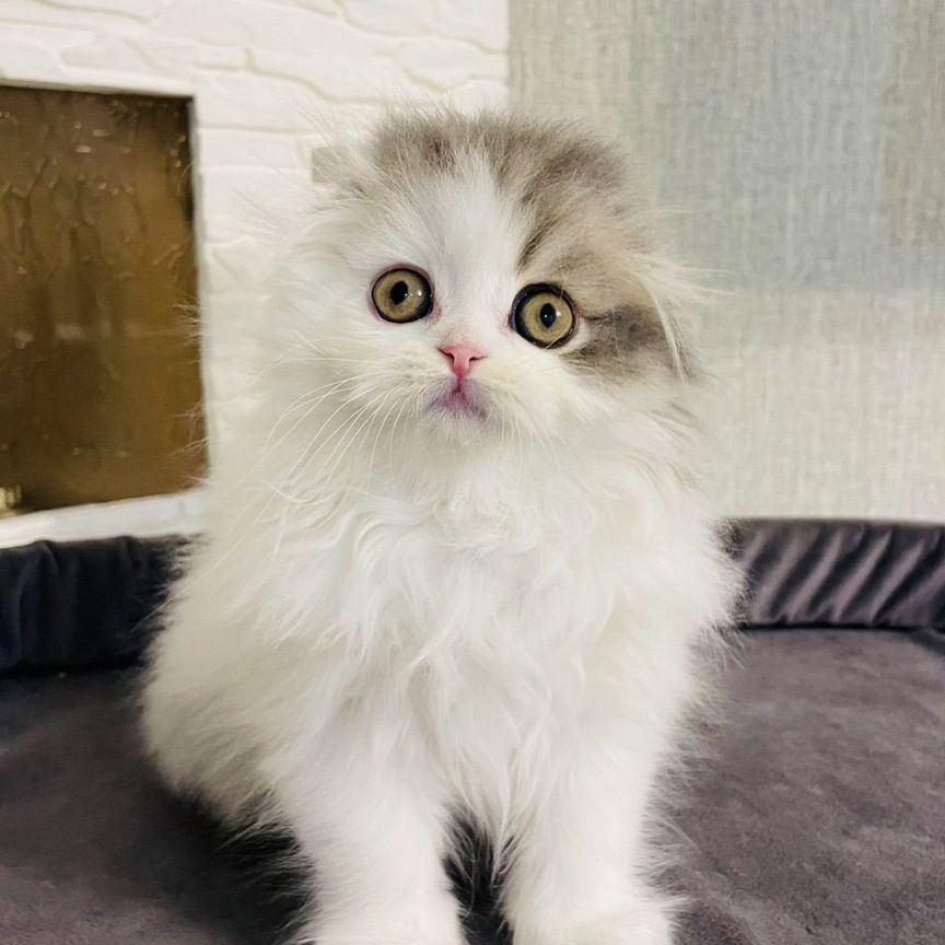 Котенок хайленд-фолд