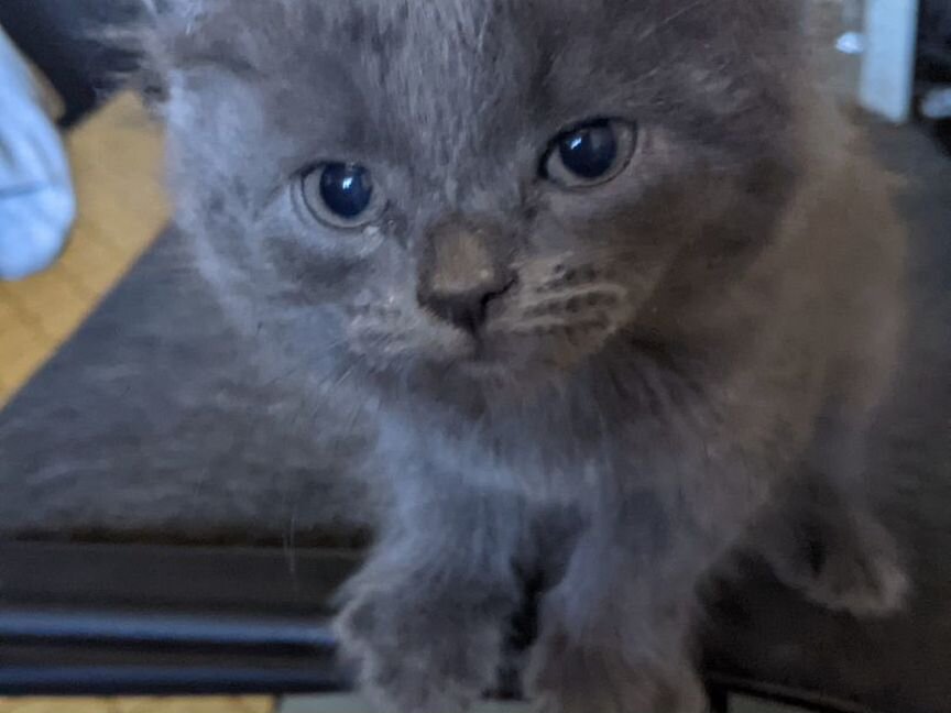 Котятки в добрые руки
