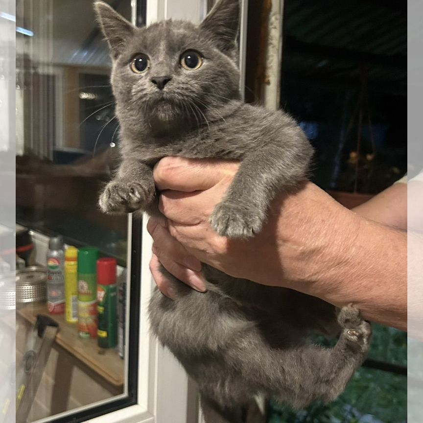 Кошечка 4,5 месяца