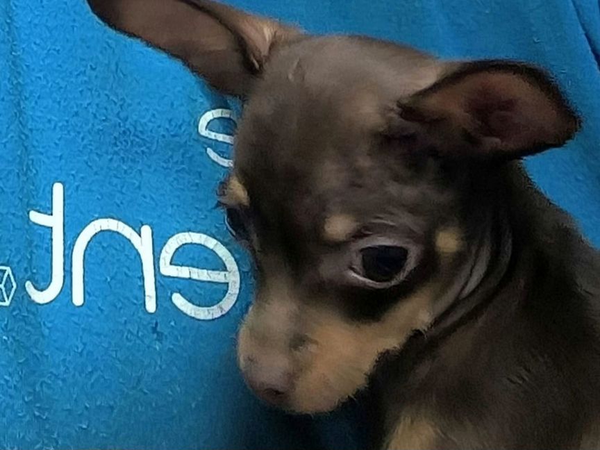 Малыш той. Шоколад. Гл-ш