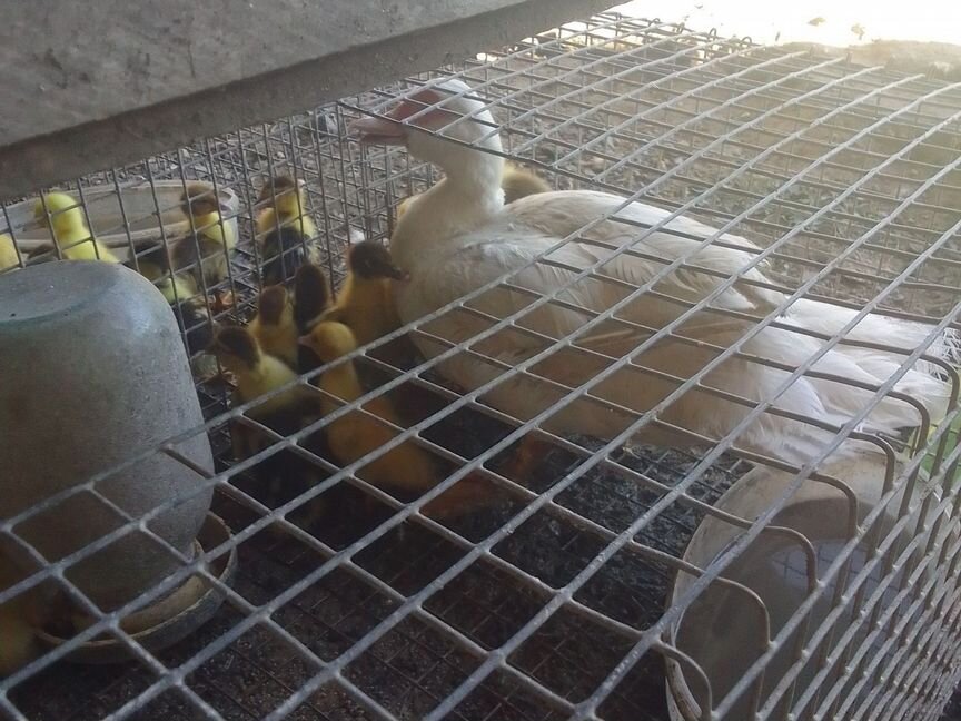 Мускусные индоутята